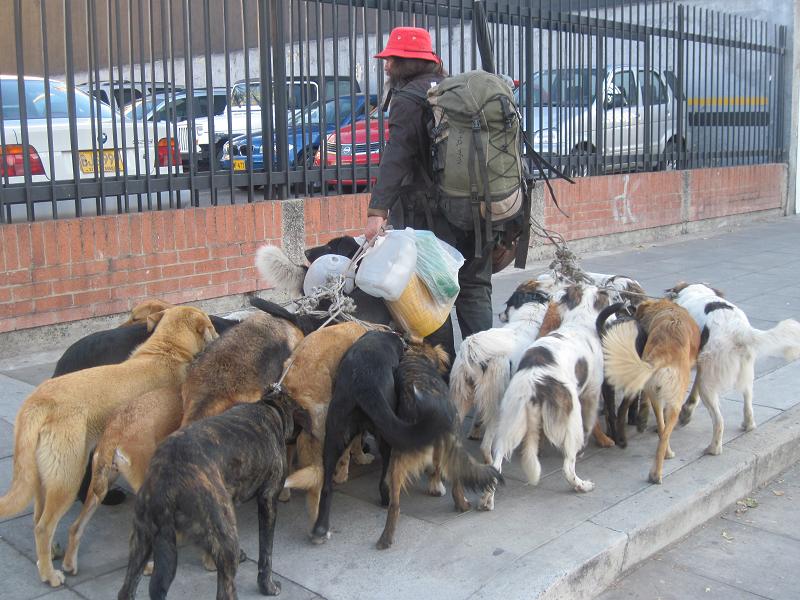 Los perros de Acacio