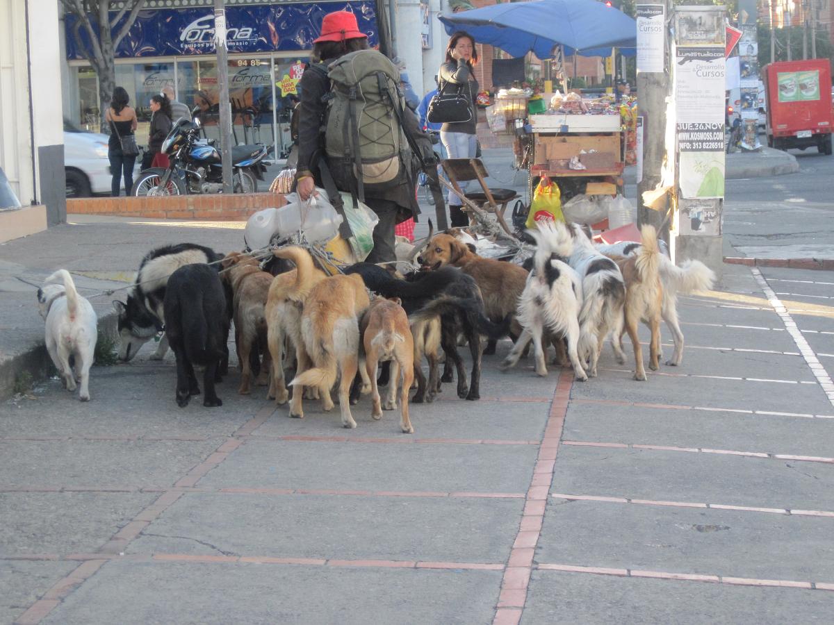 Los perros de Acacio