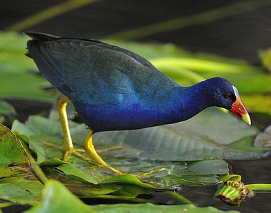 Tinguas azules en Bogotá