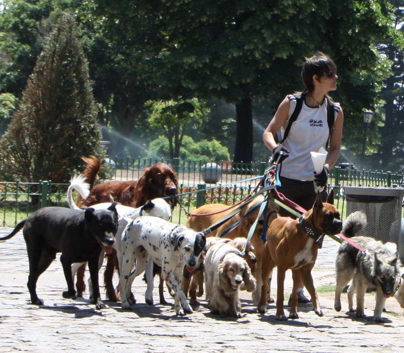 Protocolo para paseadores de perros en Bogotá